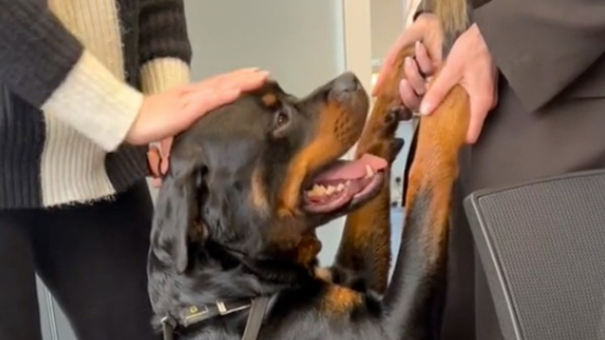 Quand Axel, le rottweiler, devient la star inattendue d'un lieu de travail